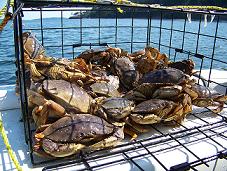 Catch Dungeness Crab